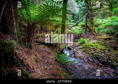 Mountain stream and tree ferns beside walking track, Mount Field ...
