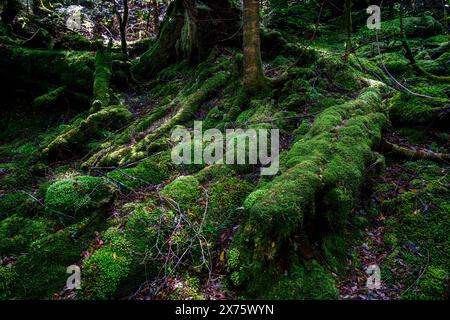 Moss covered trees and ferns beside Ralphs Falls walking track, Mount ...