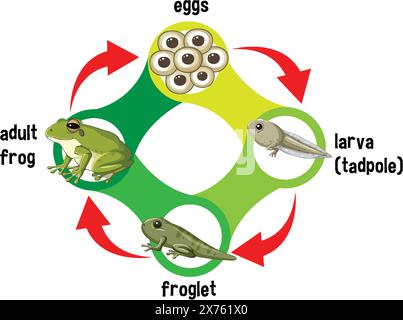 frog life cycle from eggs and Tadpoles to Froglet with short tail and ...