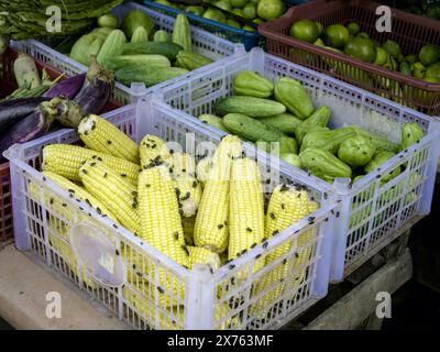 Corn is surrounded by flies. Unhealthy food. food full of flies Stock ...