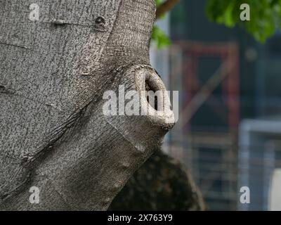 former tree shoots Stock Photo - Alamy