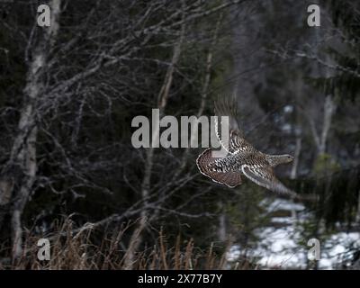 Female Capercaillie (Tetrao urogallus) flying, Vaala, Finland, May ...