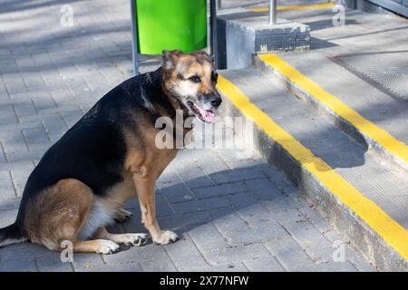 German Shepherd Sniffing On The Road Stock Photo - Alamy