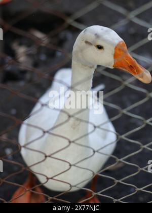 large white goose in a farm cage Stock Photo - Alamy