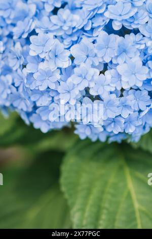 Hydrangea macrophylla 'Romance' Stock Photo - Alamy