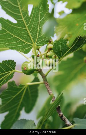 bunches of fresh organic fig fruits in a tree, is an edible fruit of ...