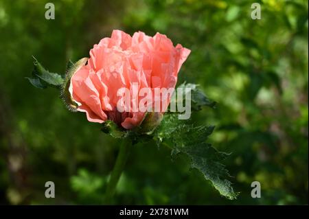 Giant poppy 'Coral Reef' Stock Photo - Alamy