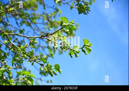 Spring flowers of black mulberry, Morus nigra tree in UK garden May ...