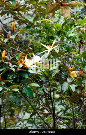 Magnolia doltsopa (Michelia doltsopa, Magnolia excelsa, Michelia ...