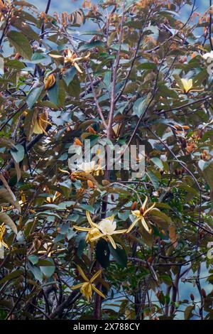 Magnolia doltsopa (Michelia doltsopa, Magnolia excelsa, Michelia ...