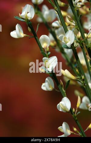 The early broom plant with white flowers is a perennial plant, a lush ...