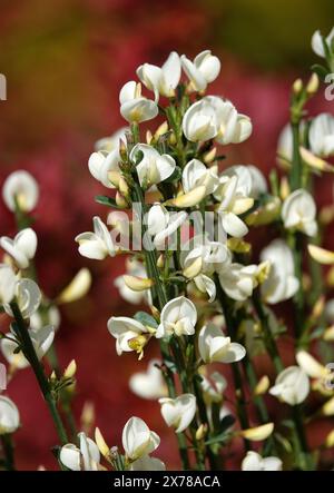 The early broom plant with white flowers is a perennial plant, a lush ...