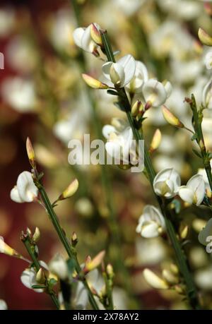 The early broom plant with white flowers is a perennial plant, a lush ...