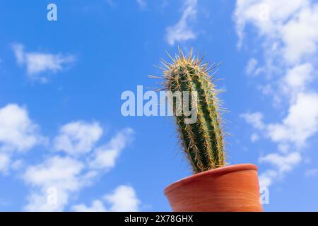 Potted cactus and blue sky with copy space Stock Photo - Alamy