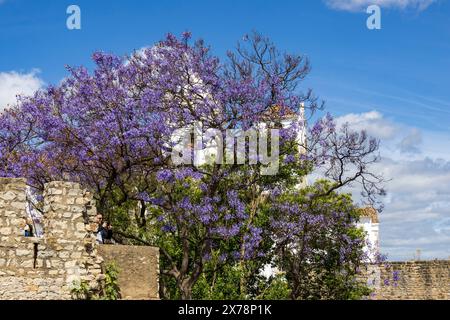 Jacaranda tree (Jacaranda mimosifolia), Castelo de Tavira, of Tavira ...