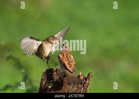 Closeup of two sparrows fighting in flight Stock Photo - Alamy