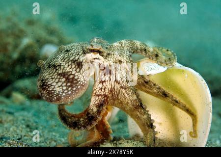 veined octopus, Amphioctopus marginatus, aka coconut octopus, Lembeh ...