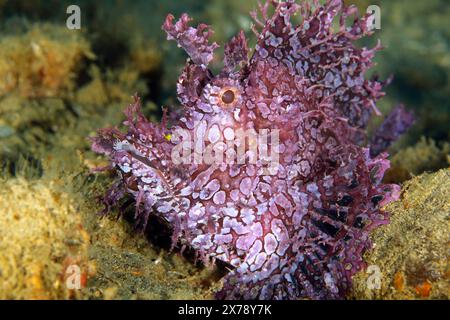 Weedy scorpionfish [Rhinopias frondosa]. Ambon, Indonesia Stock Photo ...
