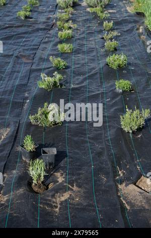 Floral composition of field of lavender with agrofabric. Lavender ...
