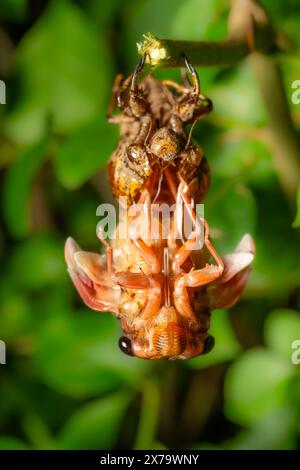 bottom of a cicada in shedding its shell and feathering at vertical ...