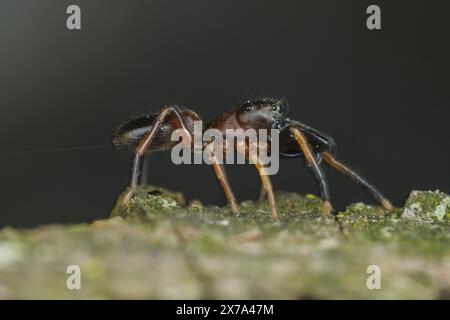 Ant mimic jumping spider, Ant spider (Myrmarachne formicaria), female ...