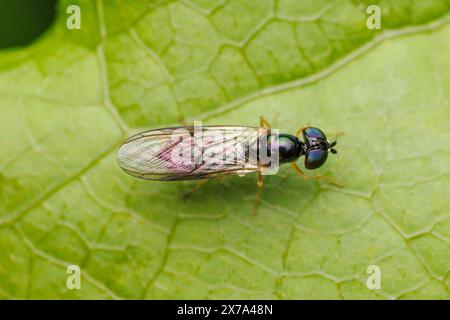 Soldier Fly (Sargus decorus) - Female Stock Photo - Alamy