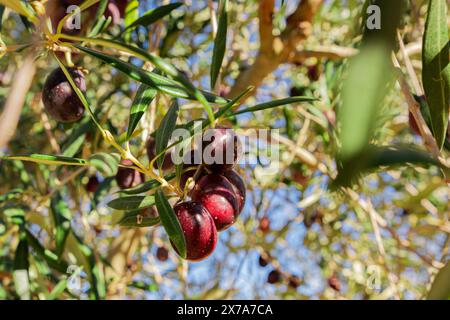 Purple olives ripen on the branches. Olives on the branches of an olive ...