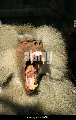 Babuin Portrait, Papio Anubis Stock Photo - Alamy