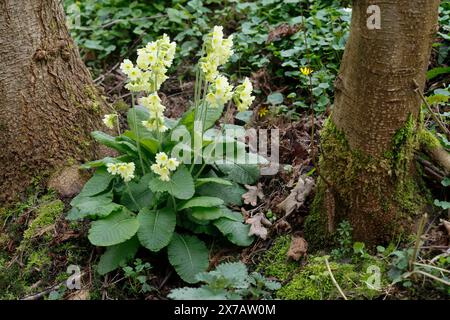 Oxlip, True oxlip / Primula elatior / Hohe Schlüsselblume, Wald ...