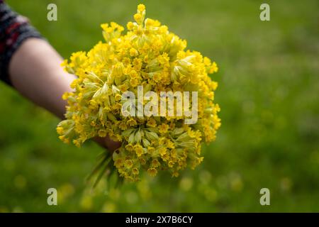 Hand holding bunch of cowslip, common cowslip, cowslip primrose ...