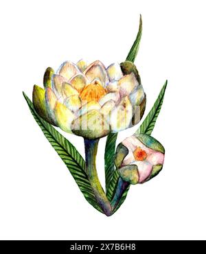 A beautifully handdrawn watercolor painting featuring an Swamp Lily ...