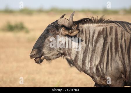 Streifengnu / Blue wildebeest / Connochaetes taurinus Stock Photo - Alamy