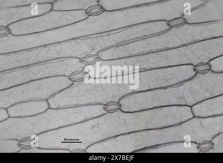 monocot leaf under a microscope Stock Photo - Alamy