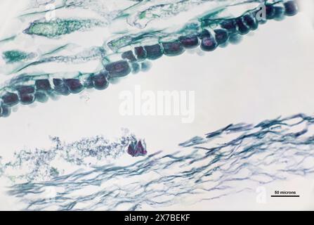Germinating pollen longitudinal section stigma under a light microscope ...