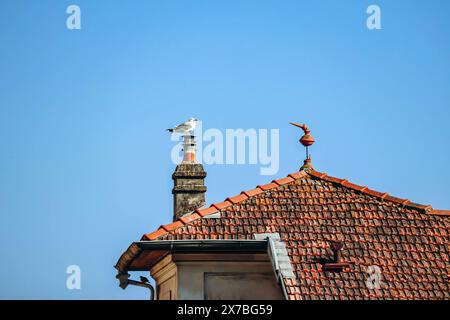 Seagull on red tiled roof Stock Photo - Alamy