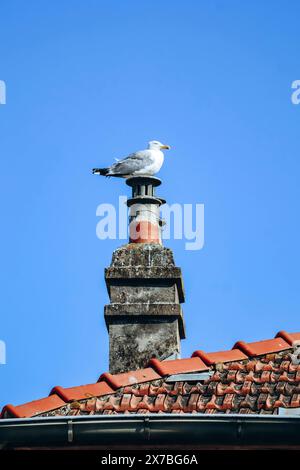 A seagull sits on the roof by the chimney of the Sistine Chapel ahead ...