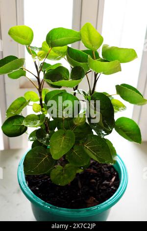 Polyscias fruticosa L Harms,Polyscias fruticosa or Araliaceae plant ...