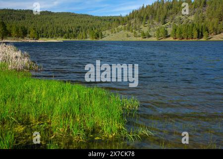 Yellowjacket Lake, Malheur National Forest, Oregon Stock Photo - Alamy