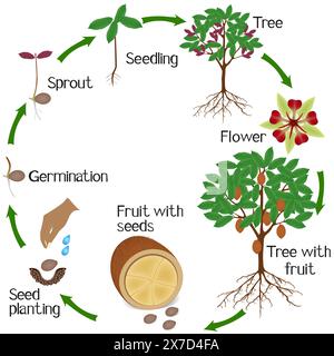 Life cycle of cupuacu cacao plant on a white background Stock Vector ...