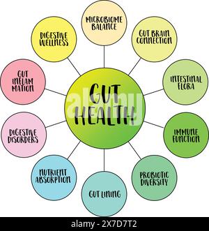 Gastrointestinal Tract Digestive Gut Diagram Stock Vector Image & Art ...
