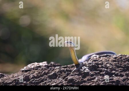 Gelbbauch-Sandrennnatter / Western yellow-bellied sand snake ...