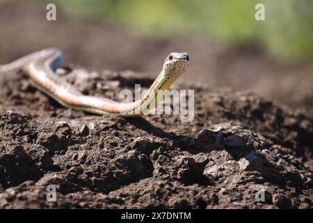 Gelbbauch-Sandrennnatter / Western yellow-bellied sand snake ...
