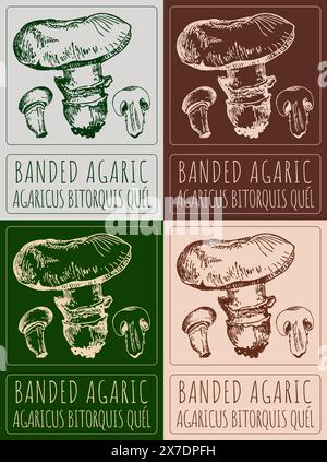 Vector drawing BANDED AGARIC. Hand drawn illustration. The Latin name ...
