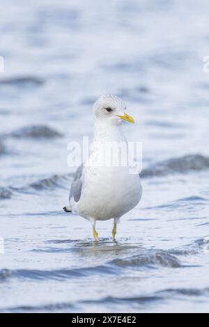 Mew Gull bird at Vancouver BC Canada Stock Photo - Alamy