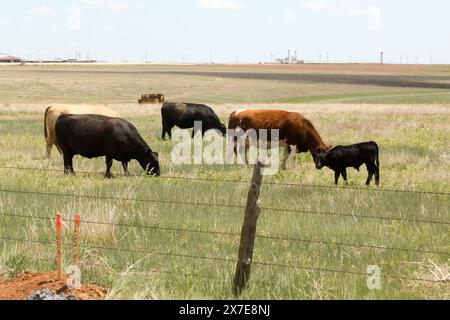 Cattle ranch, Texas Panhandle near Amarillo, Texas, United States Stock ...