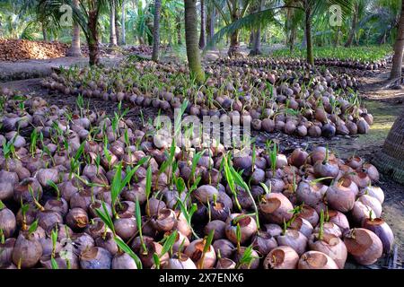 Coconut nursery for palm farm with many seedling on plantation at Ben ...