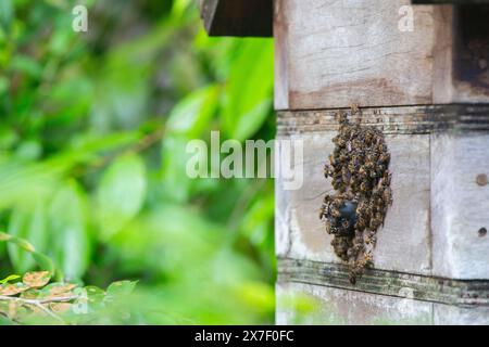 Stingless bee species hives spotted on a wooden box structure at ...