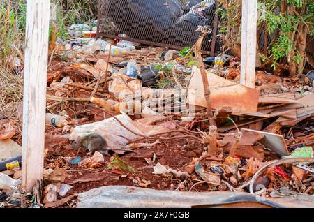 Rat Infested Garbage at Roadside Beside a Garbage Skip in Junction St ...