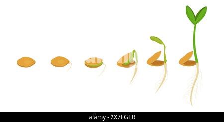 Plant growing stages. Timeline infographic of planting tree process ...