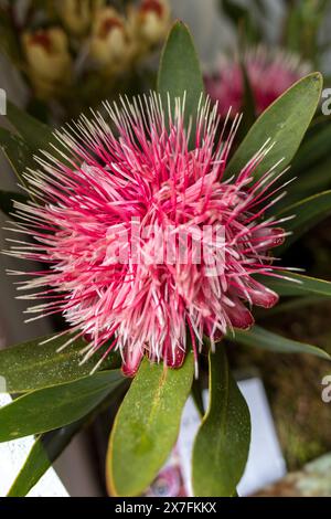 Flowering Pincushion Hakea Hakea laurina a tree native to small areas ...